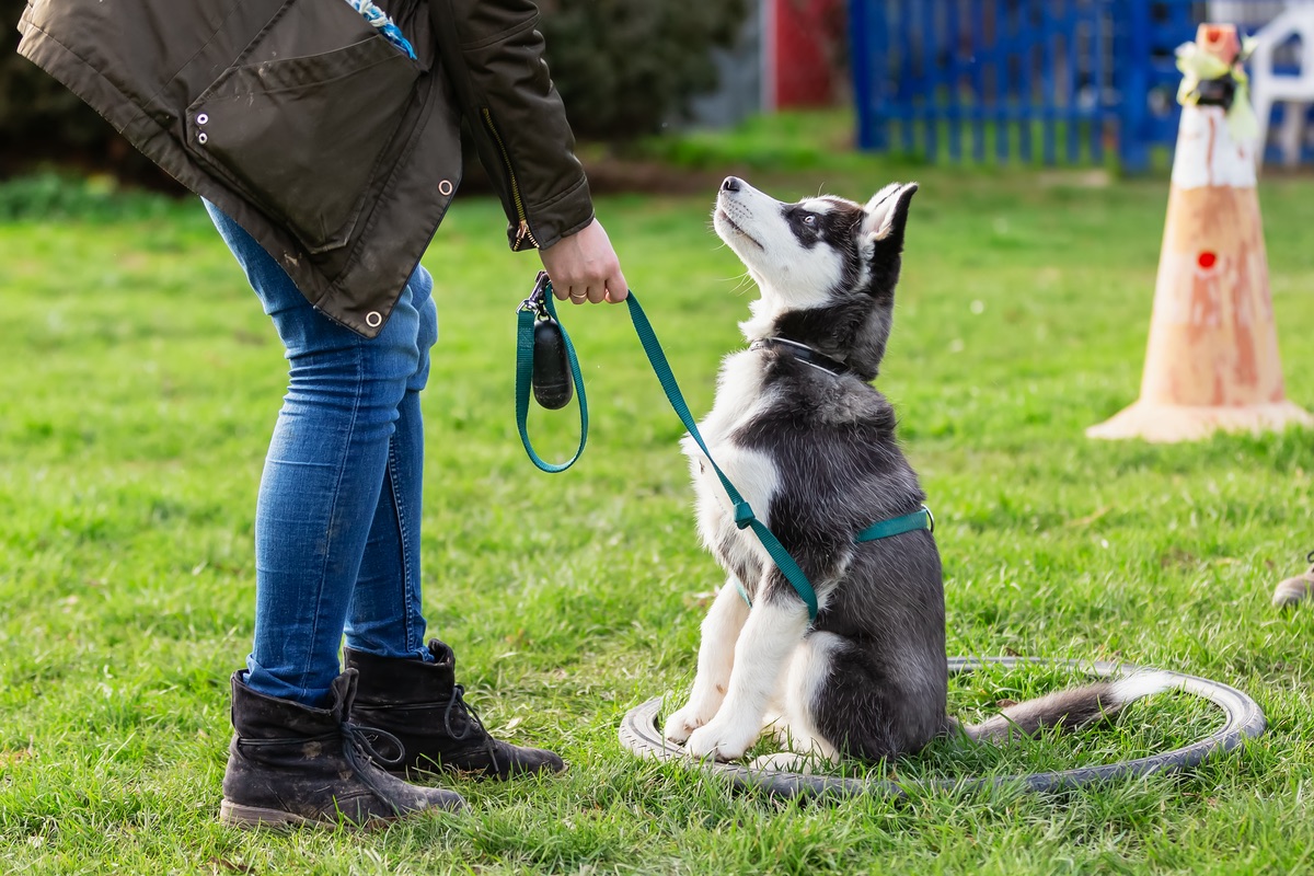 Helping Pets Behave Animal Behaviorist And Training